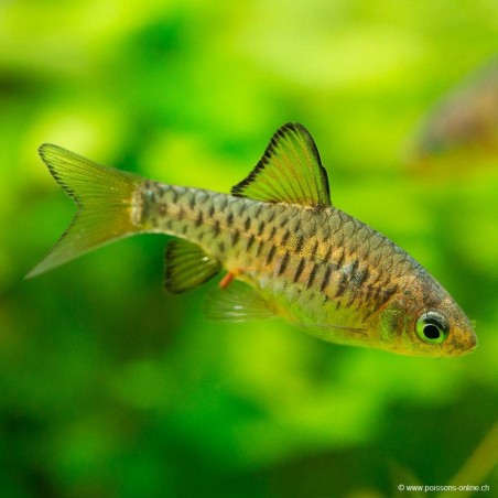 Poisson Damier - Barbus Oligolepis