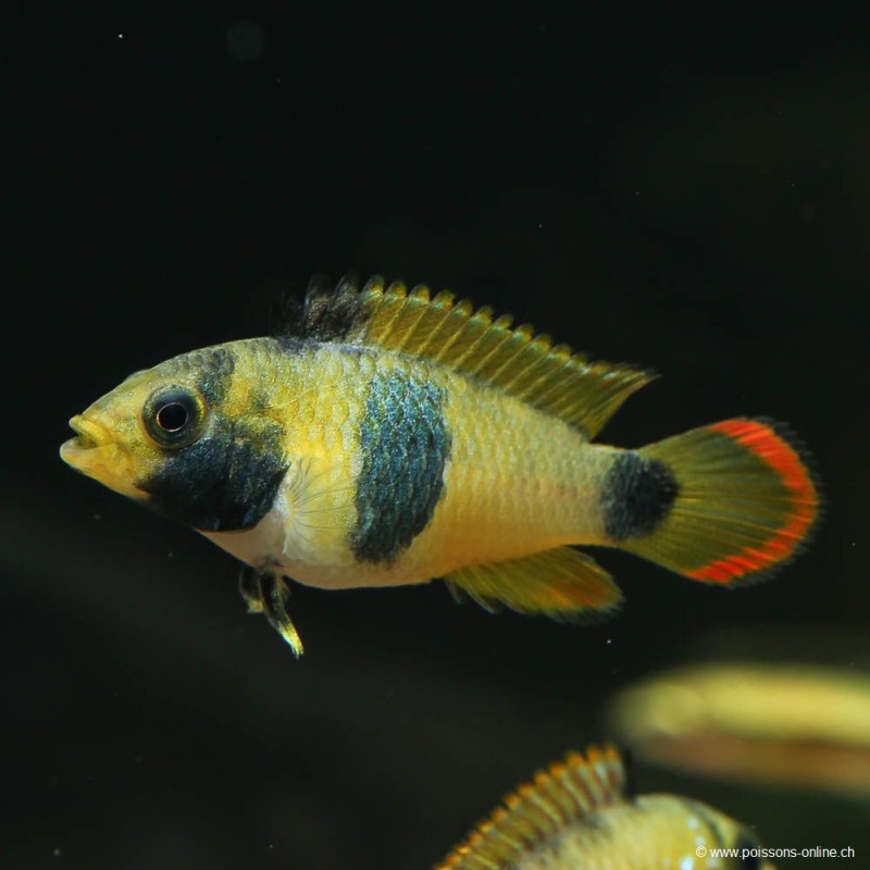 Cichlidé Nain Panda - Apistogramma Nijsseni