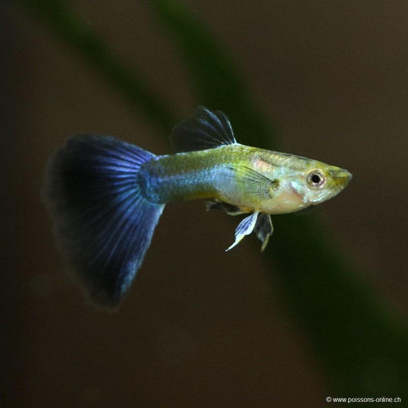 Guppy Mâle Navy Blue - Poecilia Reticulata